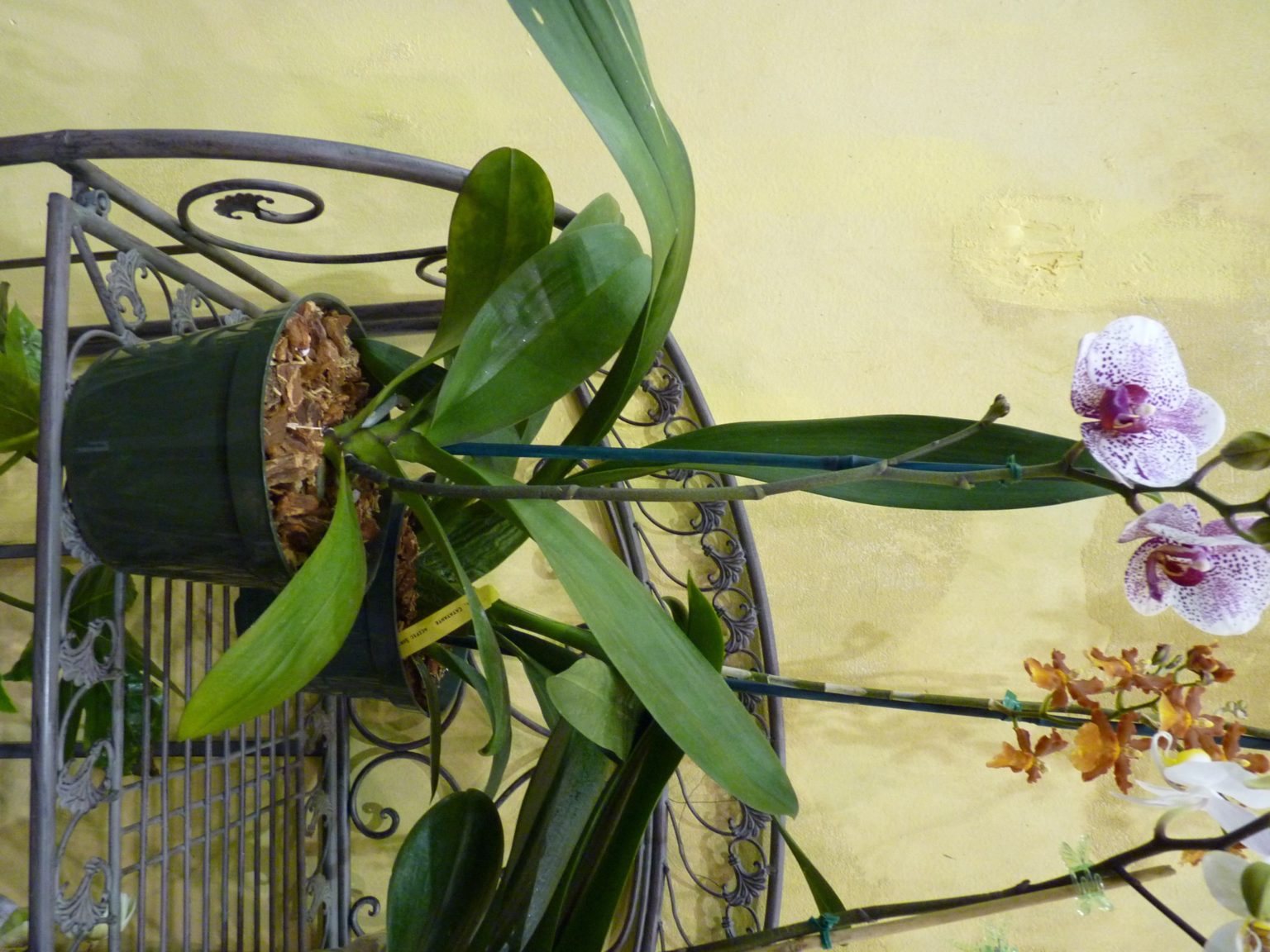 Orchid Fertilizing Tips - Suffolk Orchids